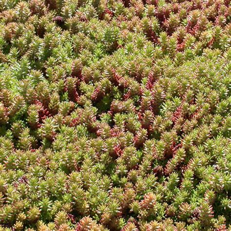 SEDUM LYDIUM GLAUCUM Houtmeyers Plantencentrum En Boomkwekerij Laakdal