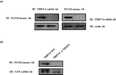 Protein Protein Interaction Between Pgm1 And The C Terminal Domain Of Download Scientific