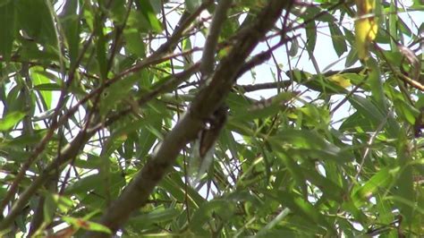ここではスジアカクマゼミとアブラゼミの鳴き声しかきかれなかった00199 YouTube