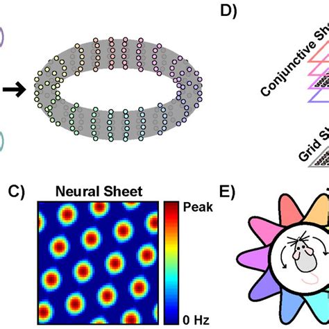 Pdf The Preferred Directions Of Conjunctive Grid X Head Direction Cells In The Medial
