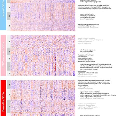 Go Term Overrepresentation Analysis Of Dynamically Differential Gene Download Scientific
