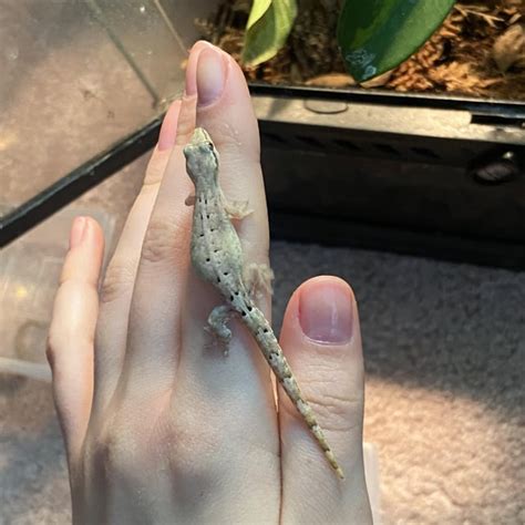 Meet My Tiny Gang R Geckos