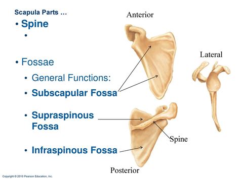 7 The Skeleton Part C Ppt Download