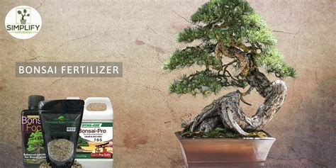 How And When To Fertilize Bonsai Trees Simplify Gardening