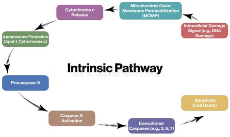 Flowchart Of Intrinsic Pathway For Apoptosis On White Background