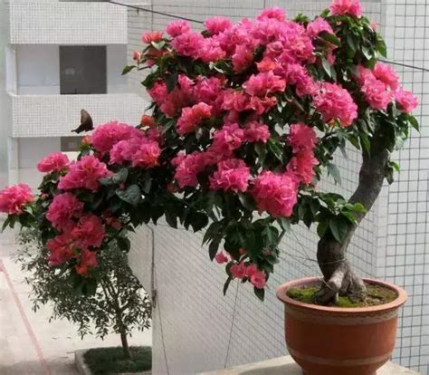 陽台就養這「4種花」，花期長達200天，盆盆能開上百朵，太美了！ 每日頭條