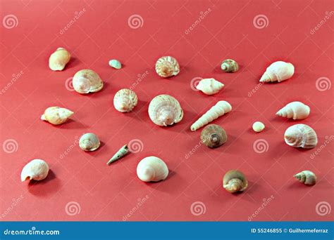 Small Sea Shells Stock Image Image Of Ground Small 55246855