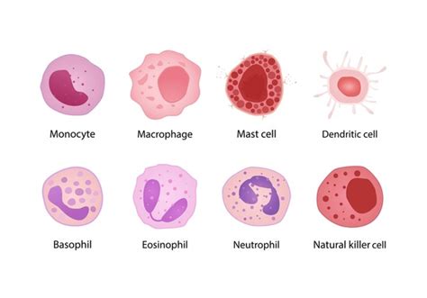 The Structure Of The Basophil Vector Illustration