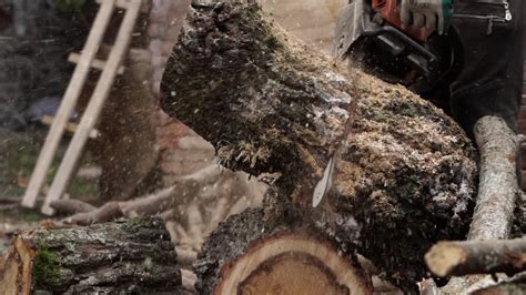 Premium Stock Video Slow Motion Cutting A Tree Trunk By Chainsaw
