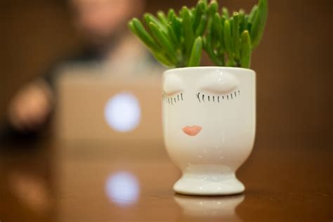 무료 이미지 마시는 것 화분 서브웨어 관엽 식물 육상 식물 세례반 병 장식 세라믹 목재 목초 잔디 꽃
