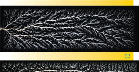 Imaging Study Illuminates New Type Of Electrical Tree Research Chemistry World