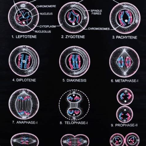 Charts Biocraft Scientific