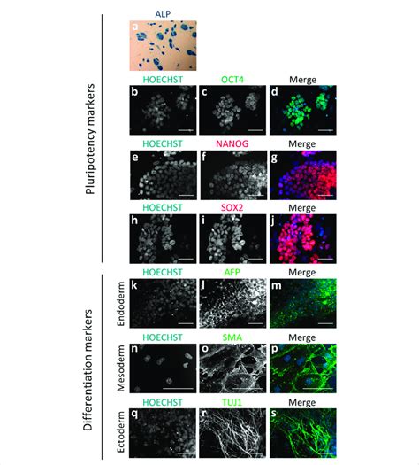 Immunodetection Of Pluripotency And Differentiation Markers On Download Scientific Diagram
