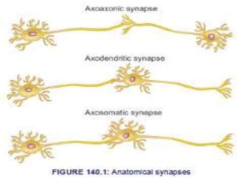Synapses