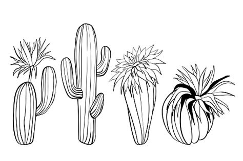 흰색 배경에 고립 된 벡터 선인장의 모음입니다 피는 선인장의 손으로 그린 아이콘의 집합입니다 자연의 다양한 요소의 그림 개척시대의 서부에 대한 스톡 벡터 아트 및 기타