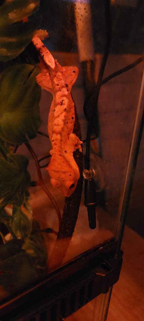 Age Sex Morph Rcrestedgecko