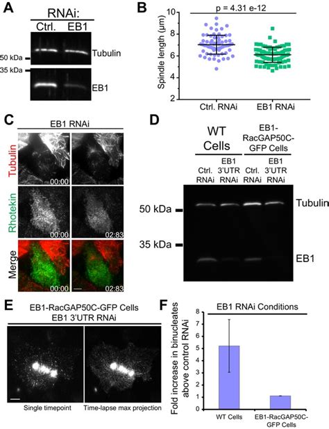Figures And Data In Microtubule Plus Ends Act As Physical Signaling