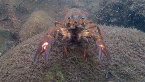 Signal Crayfish Bowen Island Conservancy