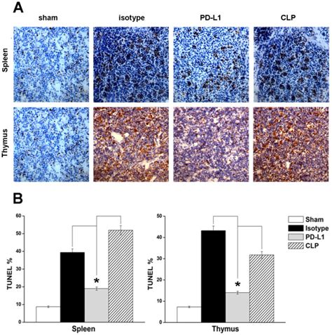 Pd L1 Blockade Inhibits Cell Apoptosis In Spleen And Thymus Mice