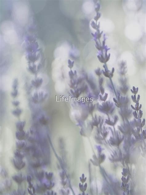 Lavender Iphone Case For Sale By Lifeimages Redbubble