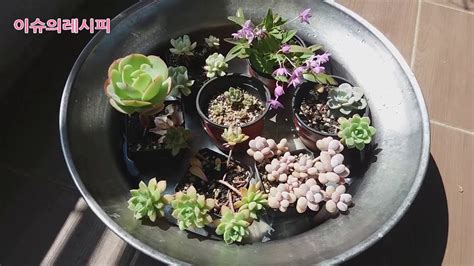 다육이 키우는법 다육이 곱게 물들이기 3요소 Youtube 다육이 키우는법 다육이 곱게 물들이기 3요소 Youtube