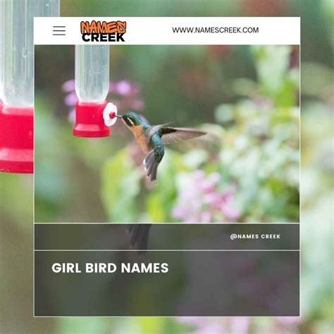 350 Unique Bird Names A Comprehensive Guide To Naming Your Feathered Friend