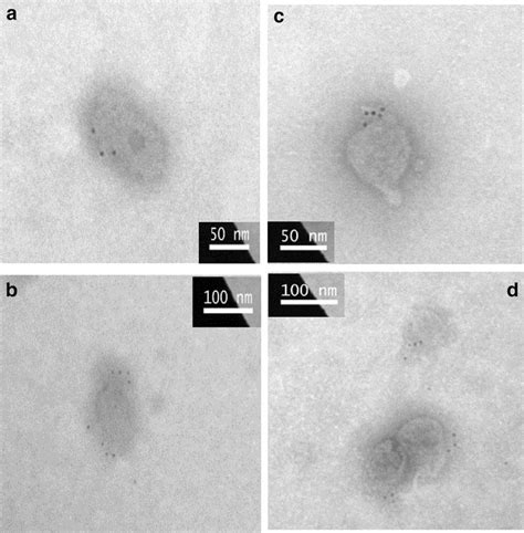 Immunogold Labelling Of Evs Secreted By Rat Smg Evs Released In Vitro