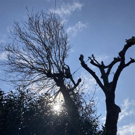 Tree Pollarding Berkshire And Reading Evolution Tree Surgery