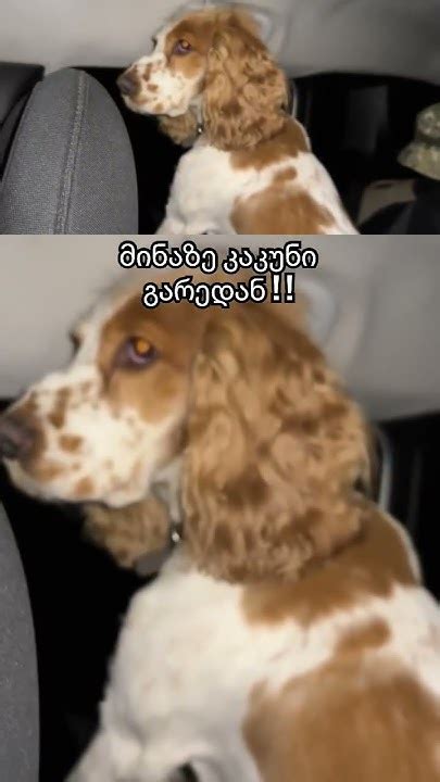 შუშაზე რაღაცამ დამიკაკუნა ჯიპcamp ეპ 13 ნაწყვეტი Youtube