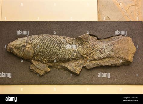 Coelacanth