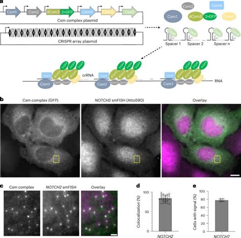 Single Molecule Live Cell Rna Imaging With Crispr Csm Lifeboat News The Blog