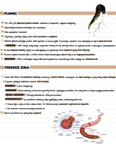 Pierścienice Przykłady Budowa I Znaczenie W Przyrodzie Biologia Knowunity