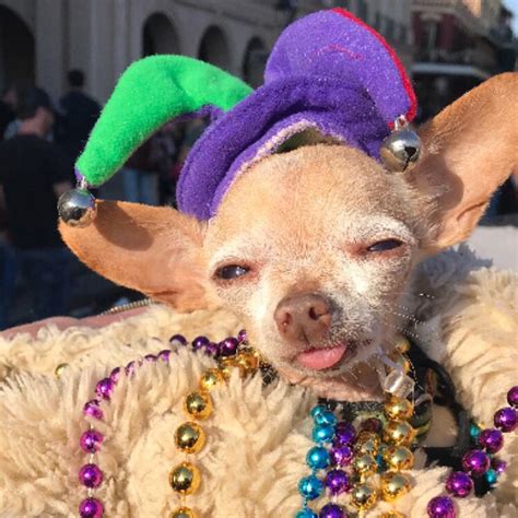 Chachi The Chi Wa Wa