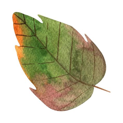 Leaf Shapes Clip Art
