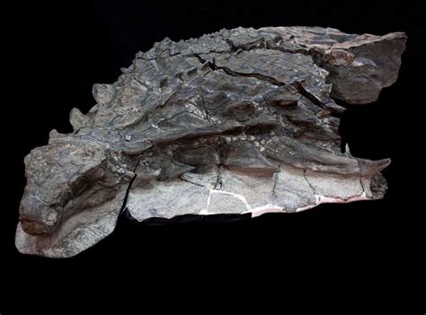 See The Exquisite Fossil That Revealed The Colors Of A Giant Armored