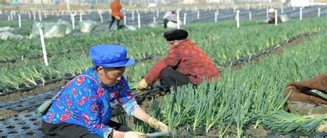 昭通鲁甸小香葱铺就致富路 种植 就业 产业