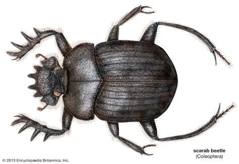 Scarab Beetle Description Examples Scientific Name Larvae And Facts