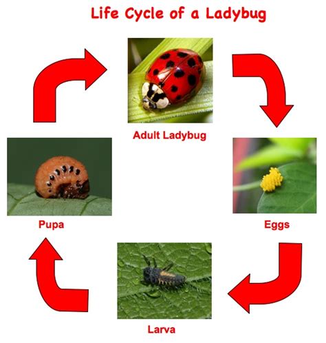 Reproductive Cycle Ladybug Insect Lore Ladybug Life Cycle Stages Pre K