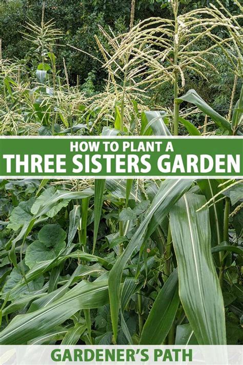 Growing A Three Sisters Garden Beans Corn And Squash