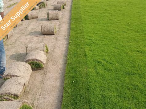 Premium Natural Lawn Grass In Kullu At Rs 14sq Ft Lawn Grass In New