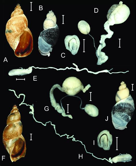 Shells And Some Anatomical Structures Of Typical Individuals Of L
