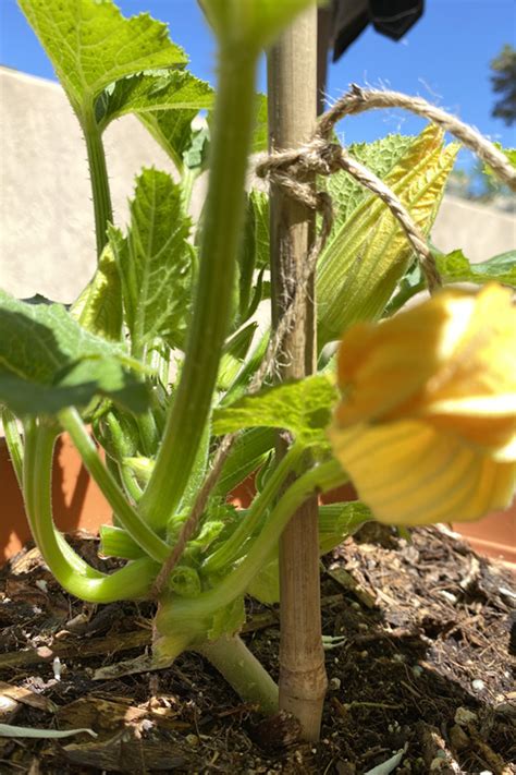 How To Grow Zucchini Plants In Pots Delineate Your Dwelling