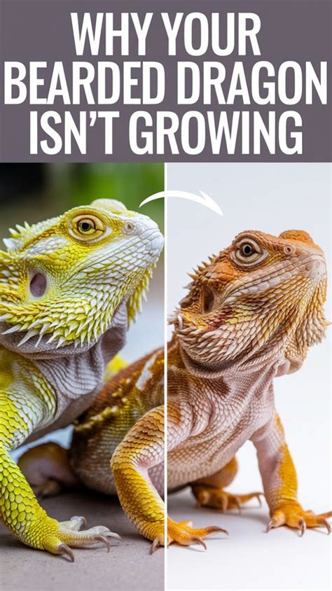 Why Your Bearded Dragon Isnt Growing Must Know Tips And Bearded Dragon