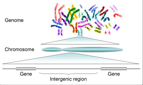 Step By Step Guide Best Pipeline For Human Whole Exome Sequencing Wes