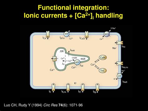 Ppt Thursday Monodomain Modeling In Cardiac Electrophysiology Powerpoint Presentation Id