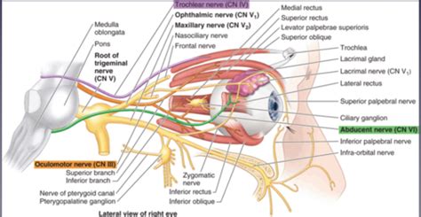 Trigeminal Neuralgia Iih Tourettes Syndrome Flashcards Quizlet