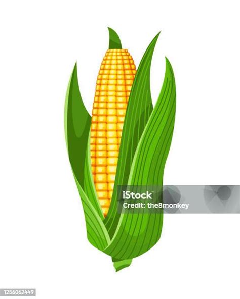 옥수수 고립 된 잘 익은 옥수수 귀 녹색 잎이 있는 노란 옥수수 덩어리 여름 농장 디자인 요소 옥수수의 달콤한 무리 건강한 생활방식에 대한 스톡 벡터 아트 및 기타 이미지