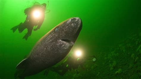 New Twist In Mystery Of 500 Year Old ‘immortal Polar Sharks That May