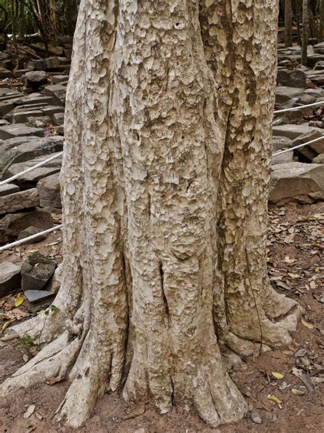 Huge Trees With A Powerful Root System Stock Image Image Of Base Gigantic