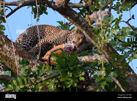 Adult Leopard In A Tree Eating Its Kill A Male Impala Serengeti
